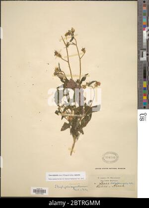 Nasa triphylla subsp triphylla Nasa triphylla subsp triphylla Stock ...