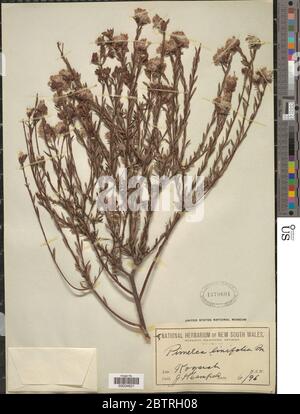 Pimelea linifolia Sm Stock Photo - Alamy