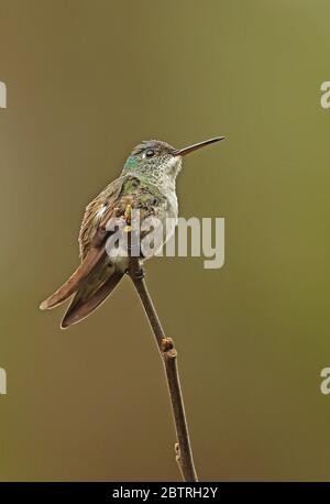 Azure-crowned Hummingbird (Amazilia cyanocephala cyanocephala) adult ...