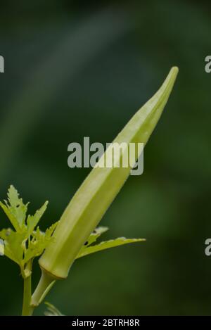 Lady finger, ladyfinger, or lady's finger vegetable on white background ...