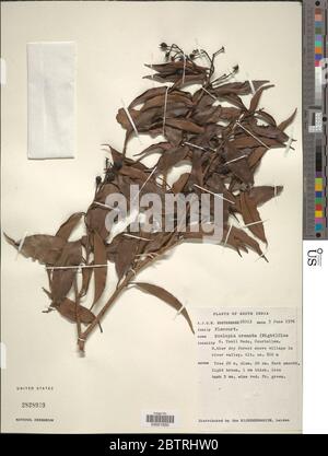 Scolopia crenata Clos Stock Photo - Alamy
