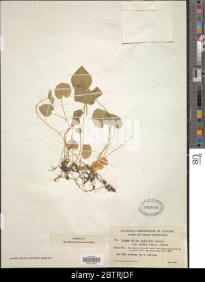 Viola epipsila Ledeb Stock Photo - Alamy