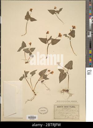 Halberd-leaved violet (Viola hastata Stock Photo - Alamy