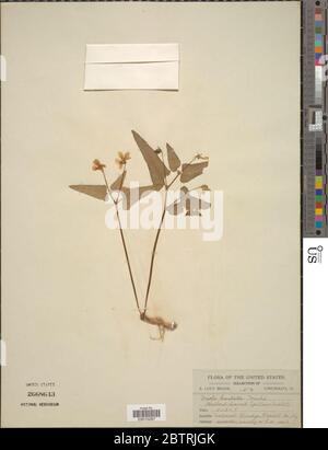 Halberd-leaved violet (Viola hastata Stock Photo - Alamy