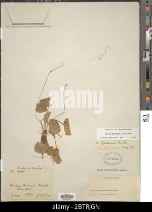 Viola grahamii Benth Viola grahamii Benth Stock Photo - Alamy