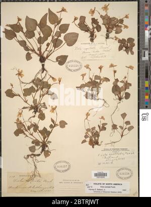 Viola rostrata Pursh Stock Photo - Alamy