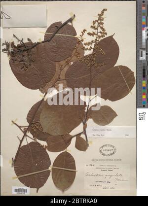 Celastrus angulatus Maxim Celastrus angulatus Maxim Stock Photo - Alamy