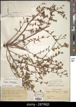 Cuphea elliptica Cuphea elliptica Stock Photo - Alamy