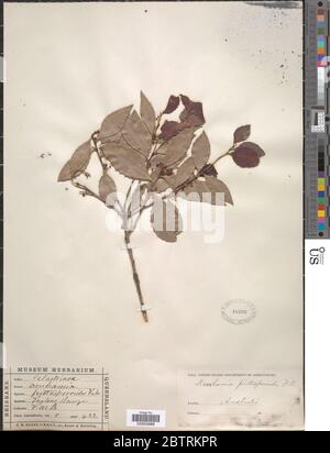 Denhamia pittosporoides Denhamia pittosporoides Stock Photo - Alamy