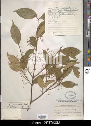 Euonymus nitidus Benth Euonymus nitidus Benth Stock Photo - Alamy