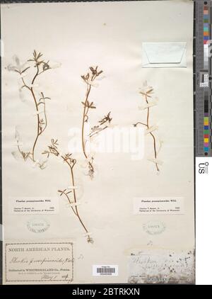 Floerkea proserpinacoides Willd Floerkea proserpinacoides Willd Stock ...