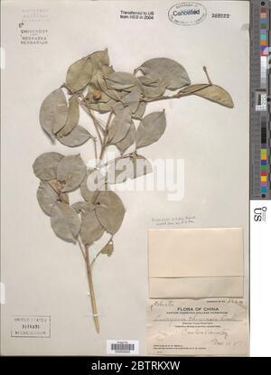 Euonymus nitidus Benth Euonymus nitidus Benth Stock Photo - Alamy