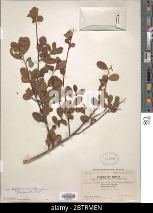 Ilex triflora Blume Ilex triflora Blume Stock Photo - Alamy