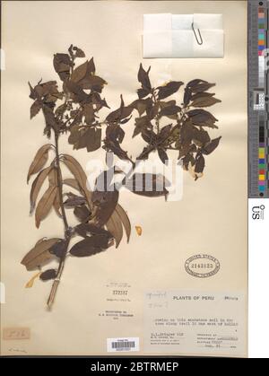 Ilex sp Ilex sp Stock Photo - Alamy