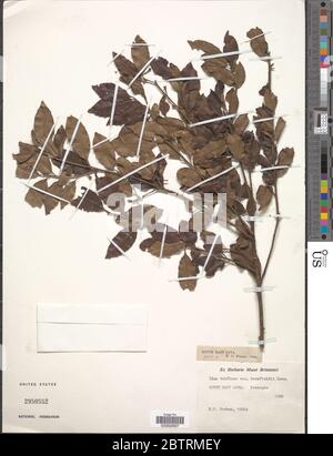 Ilex triflora Blume Stock Photo - Alamy