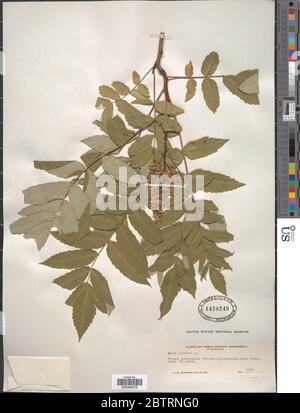 Rhus glabra L Stock Photo - Alamy