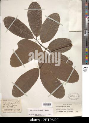 Saba comorensis Bojer ex A DC Pichon Saba comorensis Bojer ex A DC ...