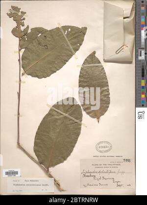 Siphonodon celastrineus Griff Siphonodon celastrineus Griff Stock Photo ...