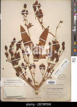 Swertia caroliniensis Walter Kuntze Swertia caroliniensis Walter Kuntze ...