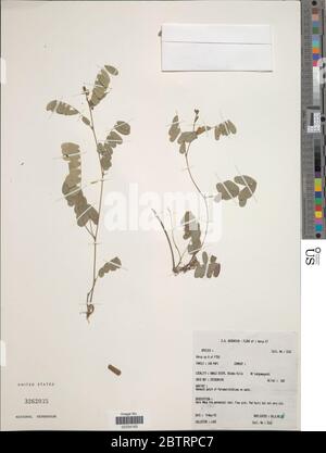 Abrus sp Abrus sp Stock Photo - Alamy