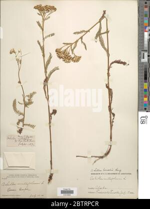 Achillea borealis Bong Stock Photo - Alamy