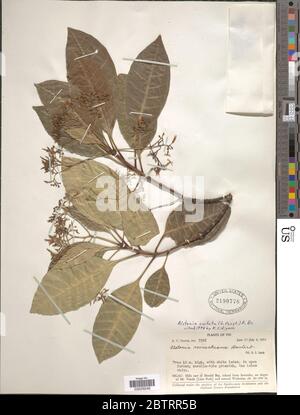 Alstonia sp Alstonia sp Stock Photo - Alamy