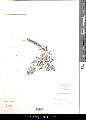 Ambrosia hispida Pursh Ambrosia hispida Pursh Stock Photo - Alamy