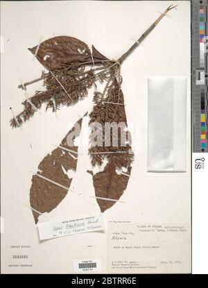 Alseis blackiana Hemsl Alseis blackiana Hemsl Stock Photo - Alamy