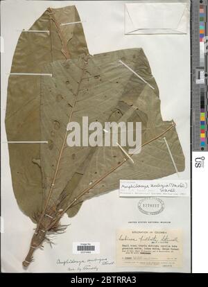 Amphidasya ambigua Standl Amphidasya ambigua Standl Stock Photo - Alamy