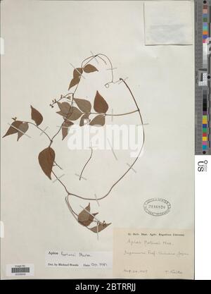 Apios fortunei Maxim Apios fortunei Maxim Stock Photo - Alamy