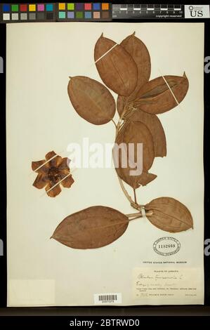 Blakea trinervia L Stock Photo - Alamy