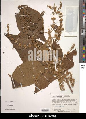 Buddleja americana L Buddleja americana L Stock Photo - Alamy