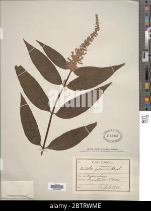 Buddleja japonica Hemsl Buddleja japonica Hemsl Stock Photo - Alamy