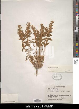 Buddleja scordioides Kunth Buddleja scordioides Kunth Stock Photo - Alamy