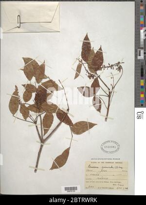 Bursera simaruba L Sarg Bursera simaruba L Sarg Stock Photo - Alamy