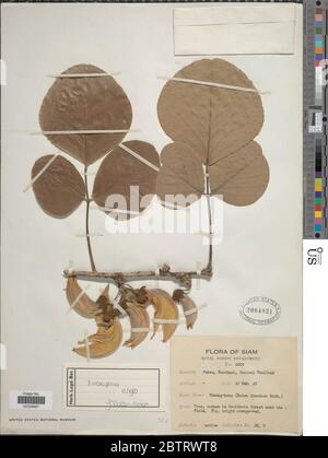 Butea Monosperma is a species of Butea native to tropical and sub ...