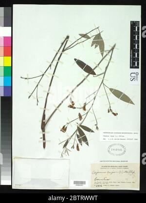 Cajanus cajan L Huth Cajanus cajan L Huth Stock Photo - Alamy