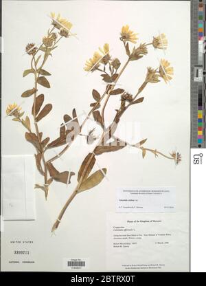 Calendula stellata Cav Calendula stellata Cav Stock Photo - Alamy