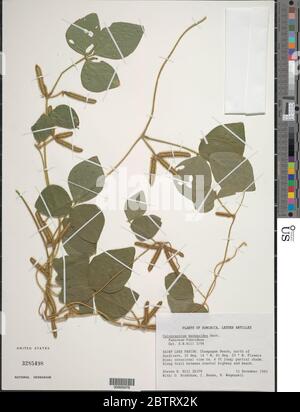 Calopogonium mucunoides Desv Calopogonium mucunoides Desv Stock Photo ...