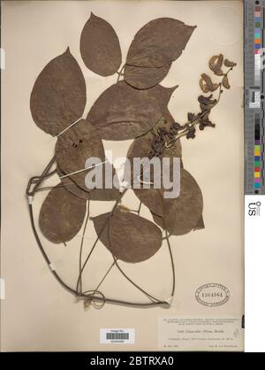 Canavalia villosa Benth Canavalia villosa Benth Stock Photo - Alamy