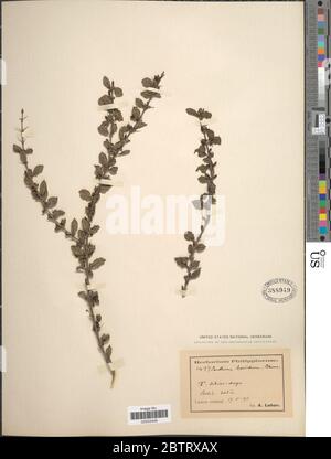 Canthium horridum Blume Stock Photo - Alamy