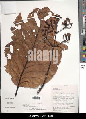 Capirona decorticans Spruce Capirona decorticans Spruce Stock Photo - Alamy