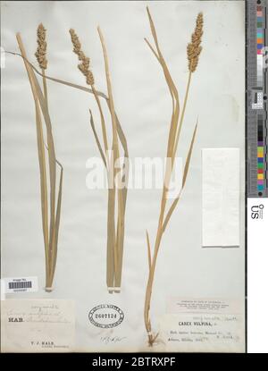 Carex conjuncta Boott Carex conjuncta Boott Stock Photo - Alamy