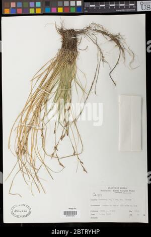 Carex sp Carex sp Stock Photo - Alamy