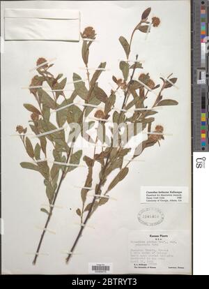 Ceanothus ovatus Ceanothus ovatus Stock Photo - Alamy