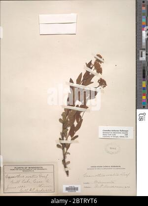 Ceanothus ovatus Ceanothus ovatus Stock Photo - Alamy