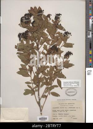 Ceanothus ovatus Ceanothus ovatus Stock Photo - Alamy