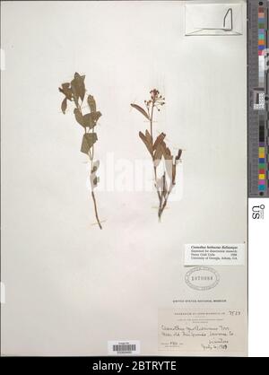 Ceanothus ovatus Ceanothus ovatus Stock Photo - Alamy