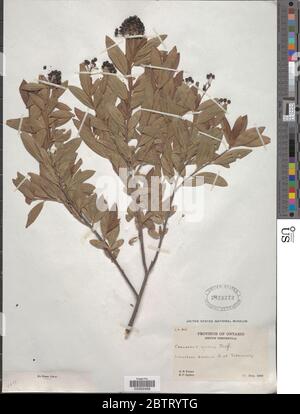 Ceanothus ovatus Ceanothus ovatus Stock Photo - Alamy