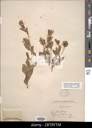 Ceanothus ovatus Ceanothus ovatus Stock Photo - Alamy